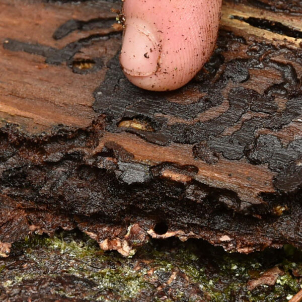 Insectes du bois - Nuisi Protect - Spécialiste nuisibles Luxembourg